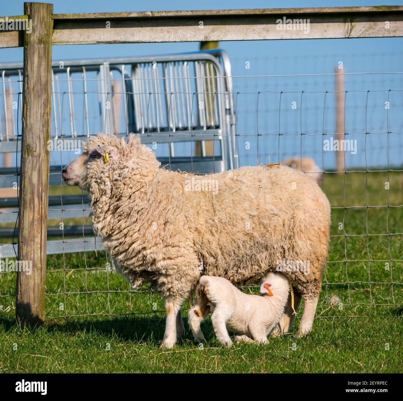 East Lothian, Scotland, United Kingdom, 6th March 2021. UK Weather ...