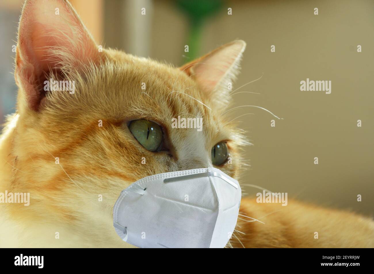 ginger cat wearing hygienic mask for protection nose and mouth Stock ...