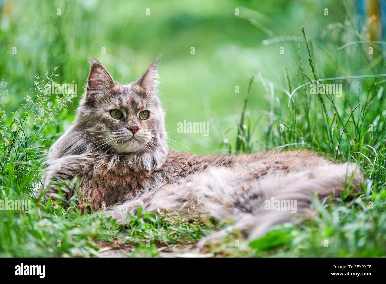 Maine coon cat in park grass. Adult cute cat walk in garden. Largest ...