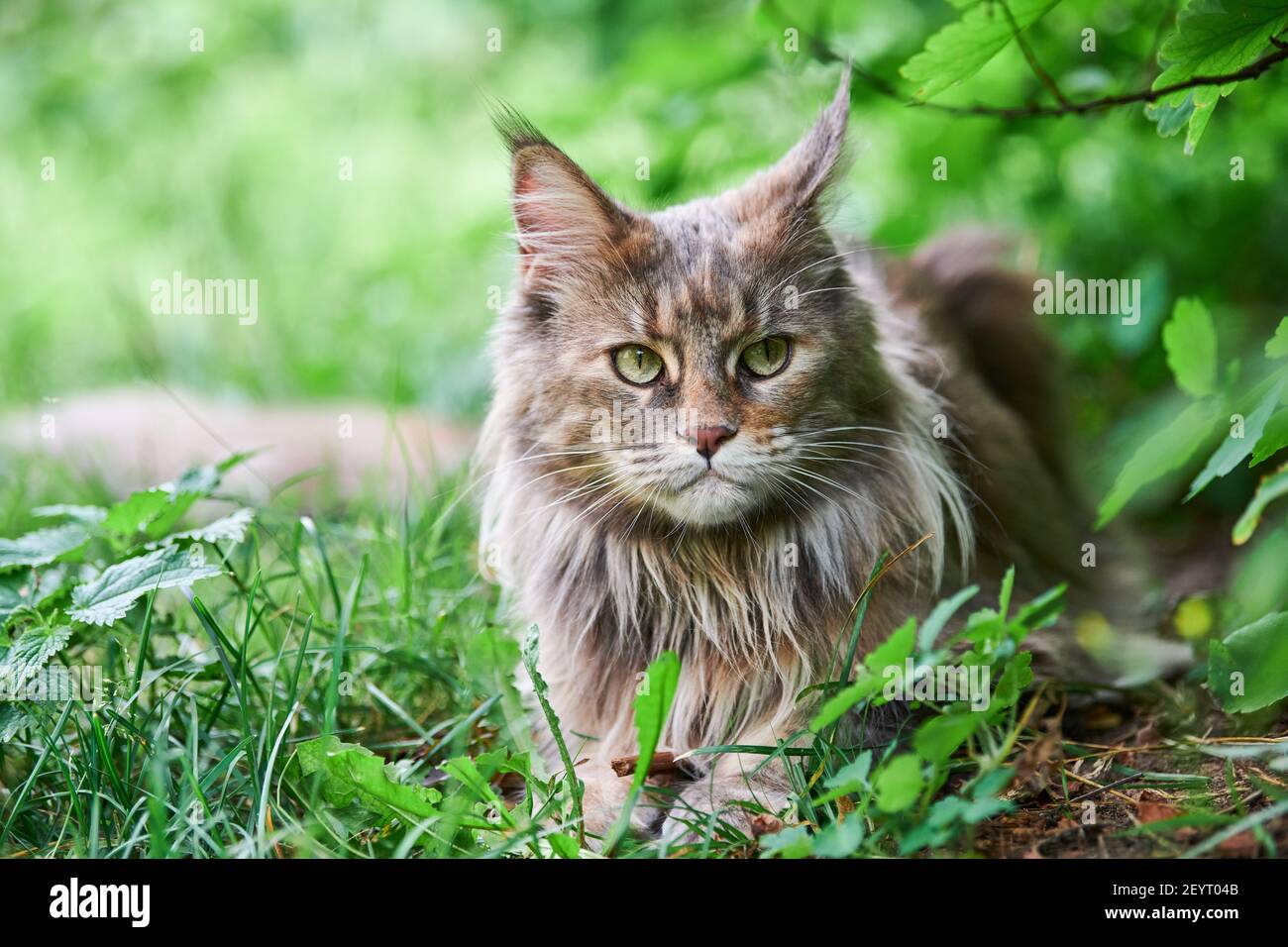 Maine coon cat in park grass. Adult cute cat walk in garden. Largest ...