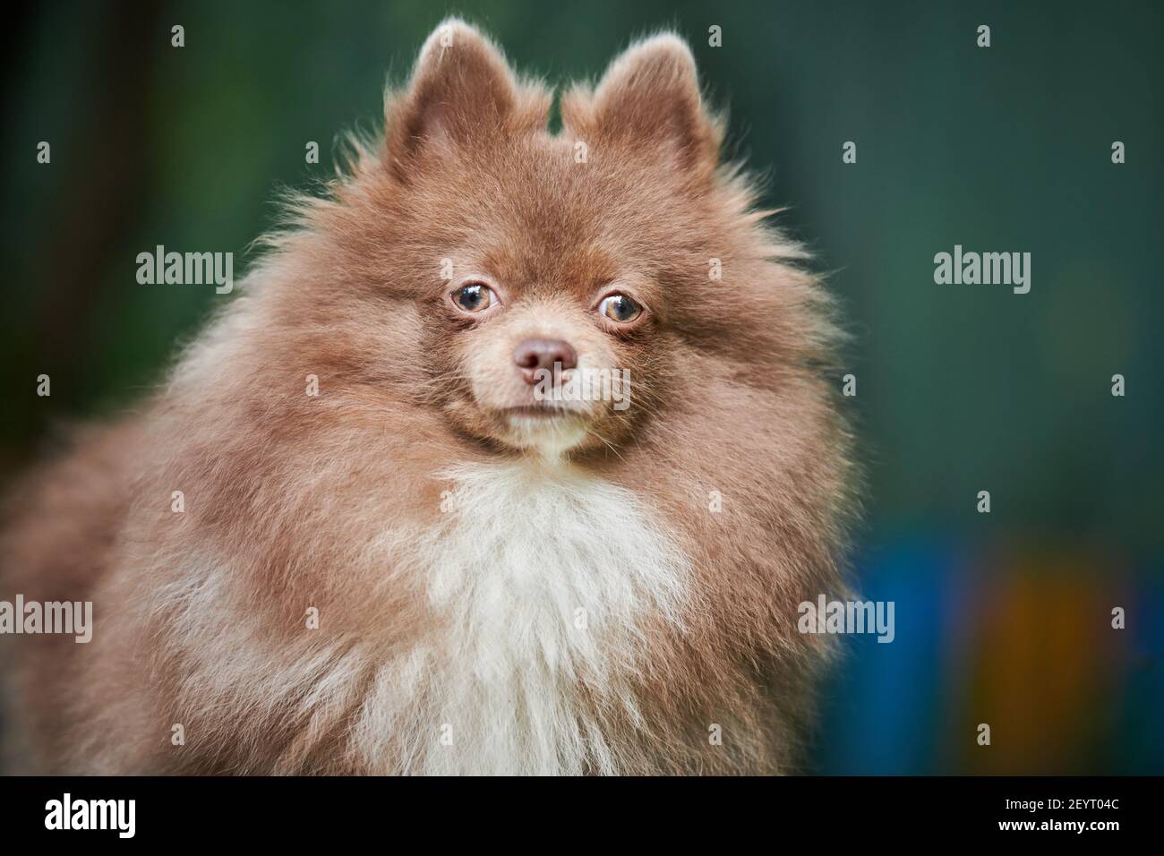 Pomeranian Spitz dog in garden, close up face portrait. Cute pomeranian ...