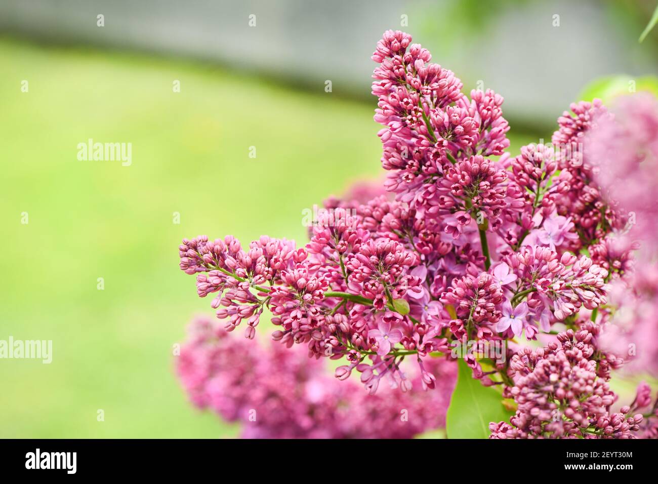Spring branch of blooming lilac. High resolution photo. Selective focus ...