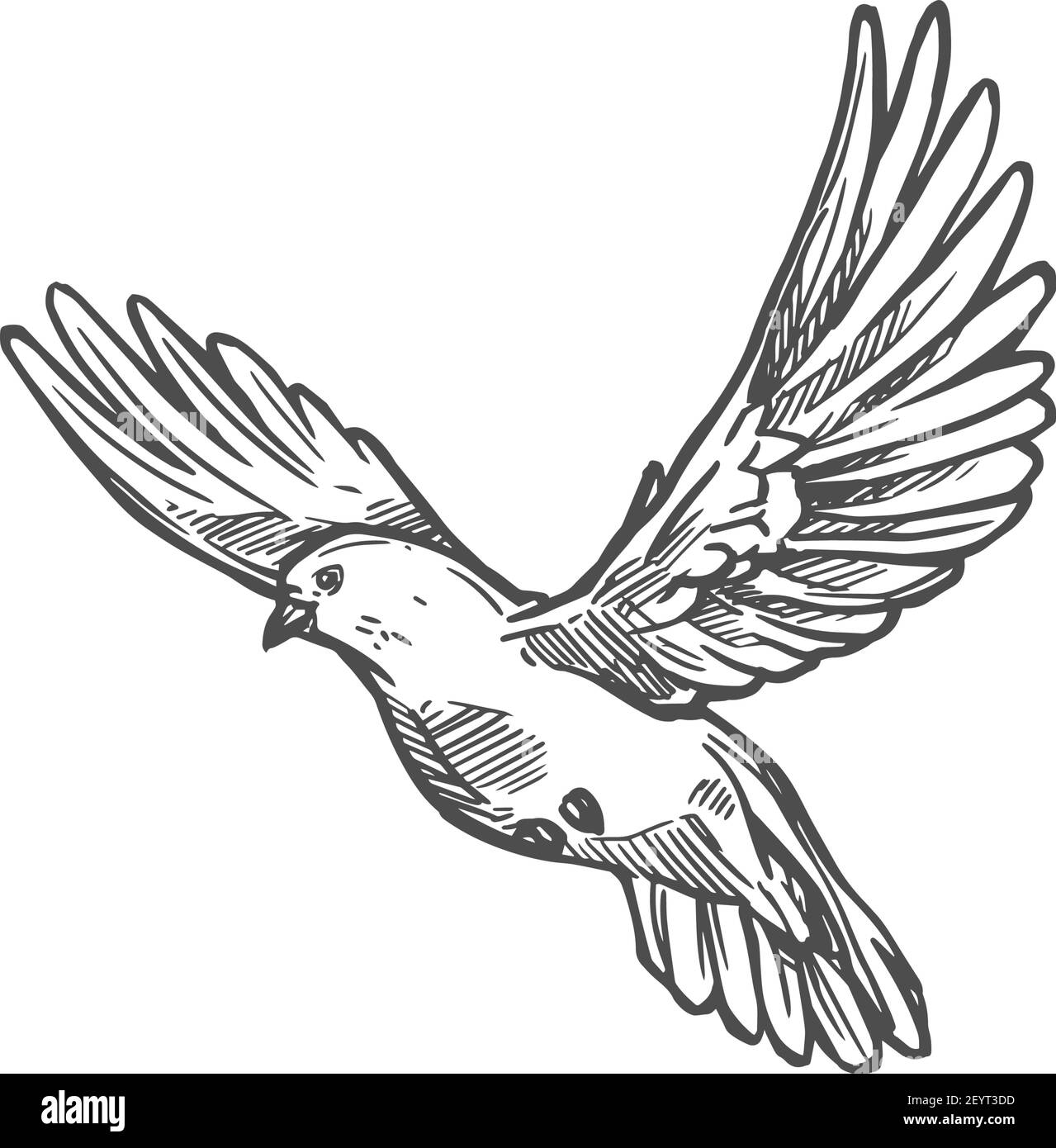Dove bird, Easter and peace symbol. Vector white dove or pigeon sketch ...