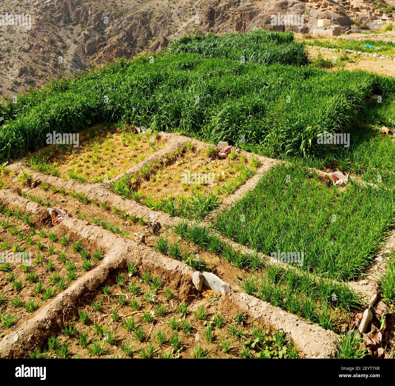 In oman the cultivation of rice plant nature and color hill Stock Photo ...