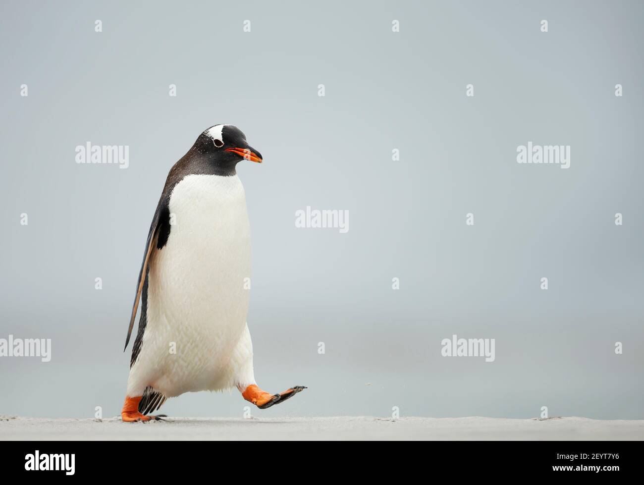 Penguins walking in water hi-res stock photography and images - Alamy