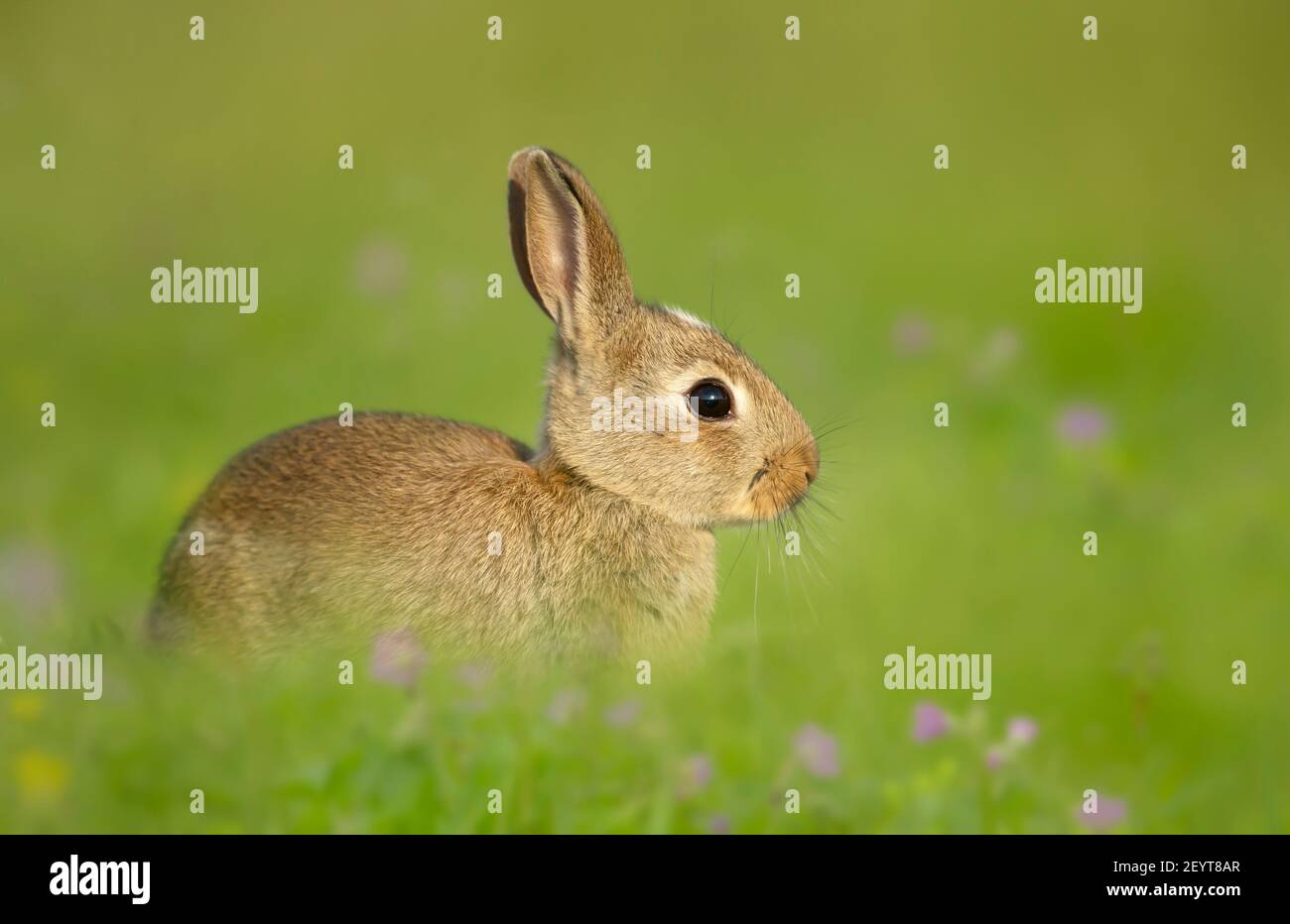Spring flowers meadow rabbit hi-res stock photography and images - Alamy