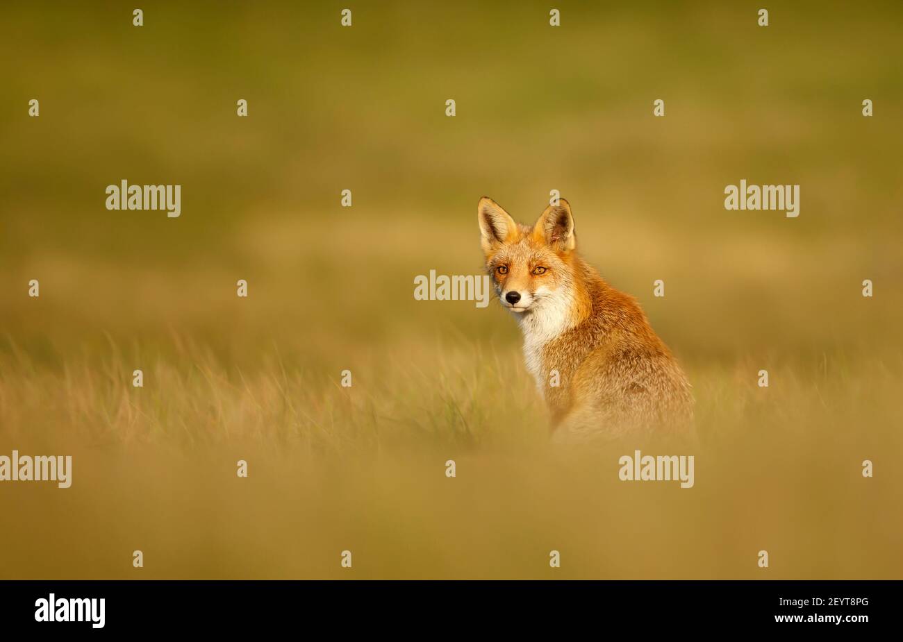 Red fox sitting vulpes vulpes hi-res stock photography and images - Alamy