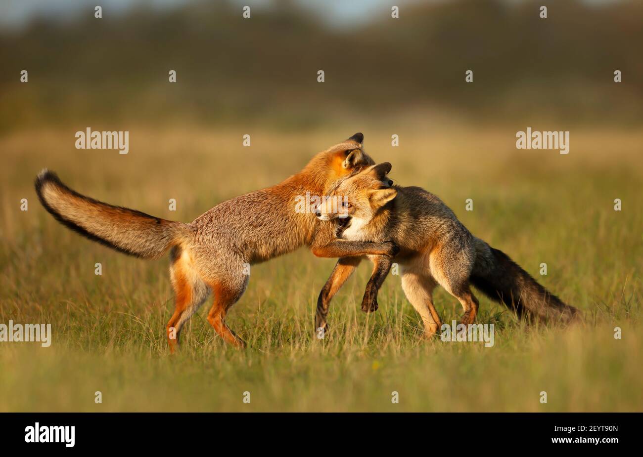 Playing fox cubs hi-res stock photography and images - Alamy