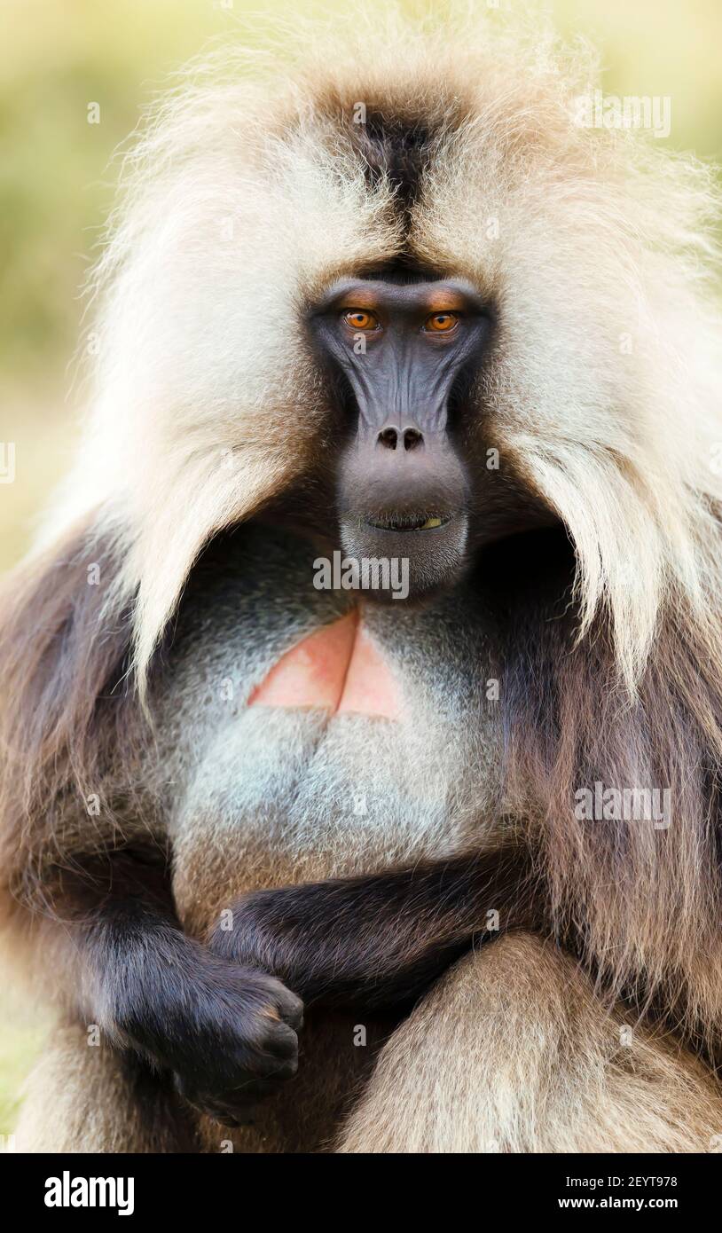 Male monkey hi-res stock photography and images - Alamy