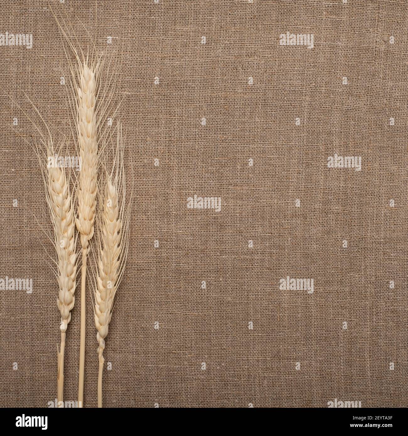 Wheat ears on textile background. Flat lay Stock Photo - Alamy