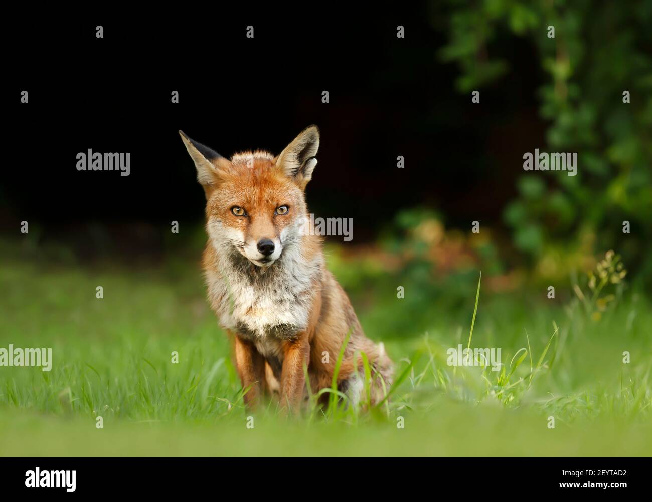 Close up of a Red fox (Vulpes vulpes) in grass against dark background ...