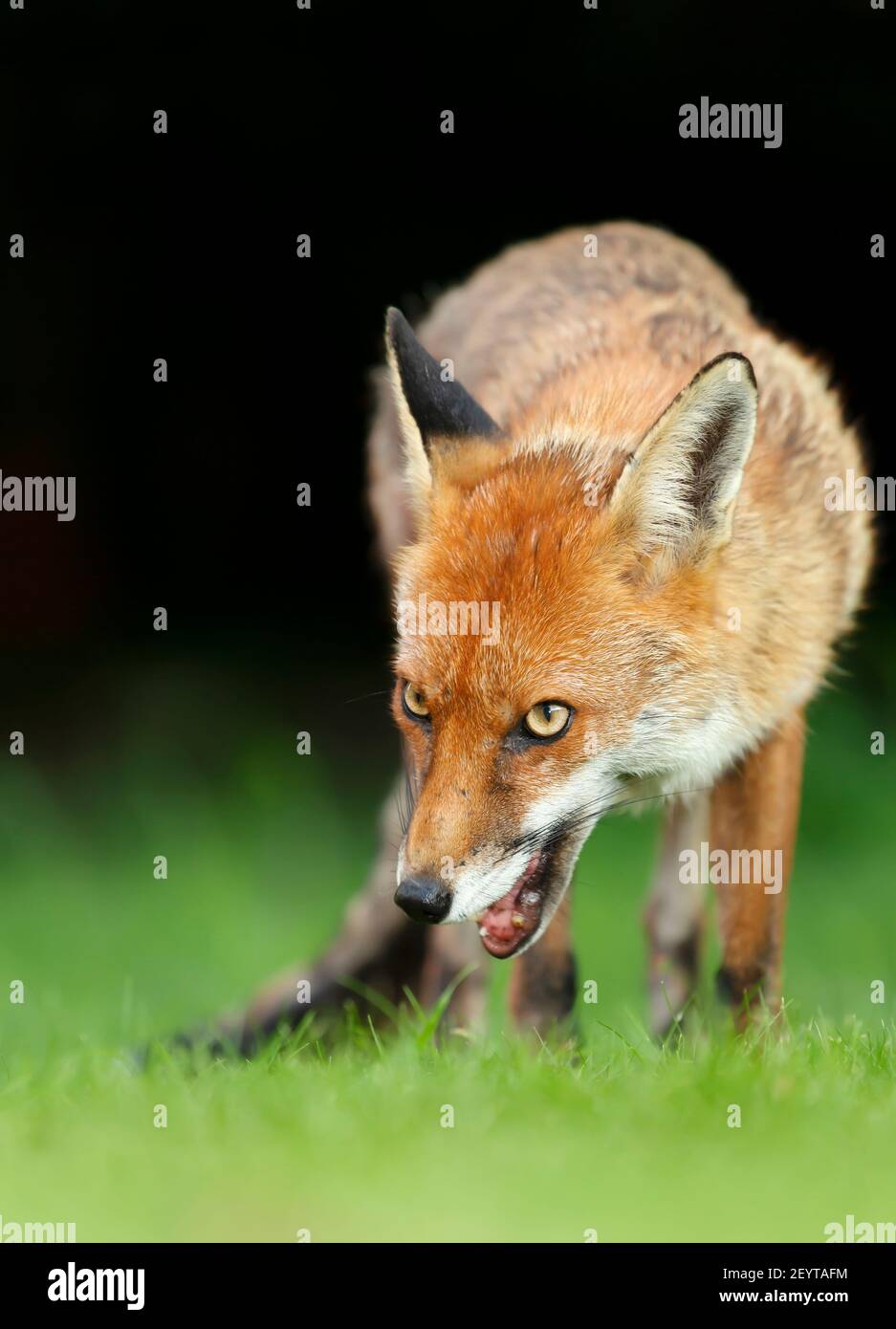 Close up of a Red fox (Vulpes vulpes) in grass against dark background ...