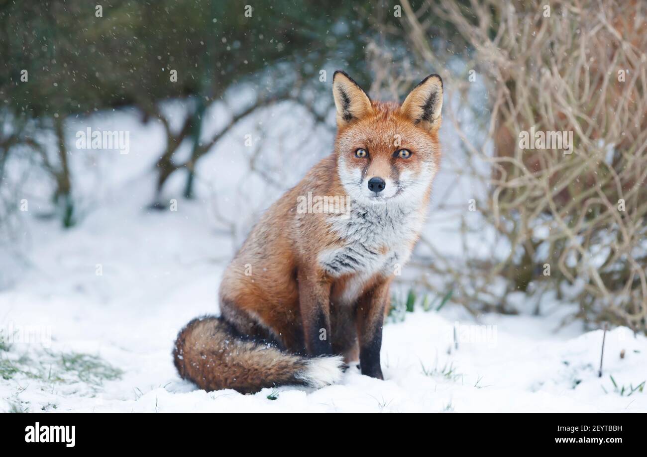 Cute fox in snow hi-res stock photography and images - Alamy