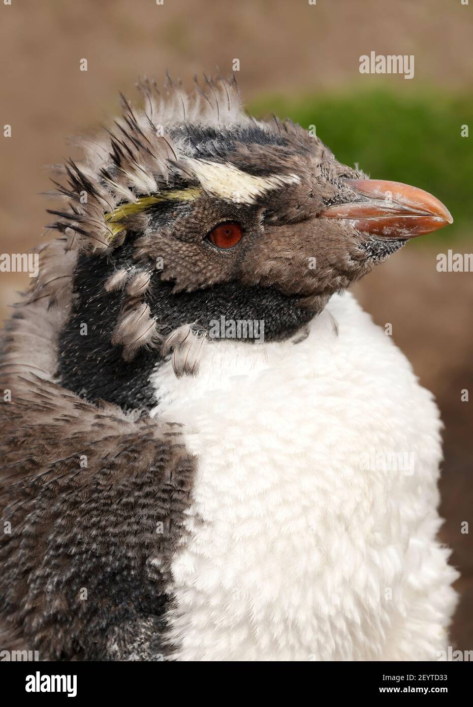 Rockhopper chick hi-res stock photography and images - Alamy