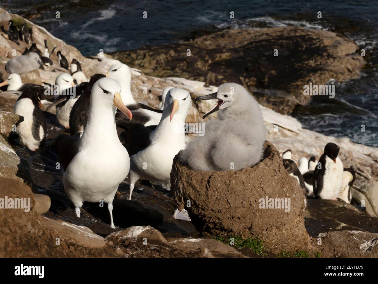 Close up of a Black-browed Albatross chick asking for food while ...