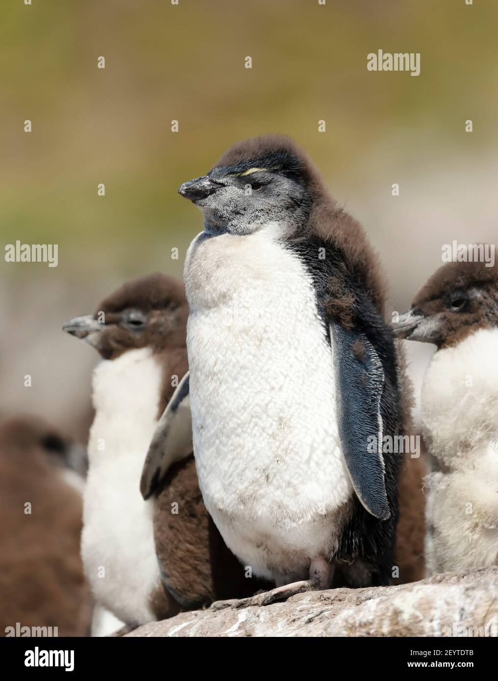 Rockhopper chick hi-res stock photography and images - Alamy