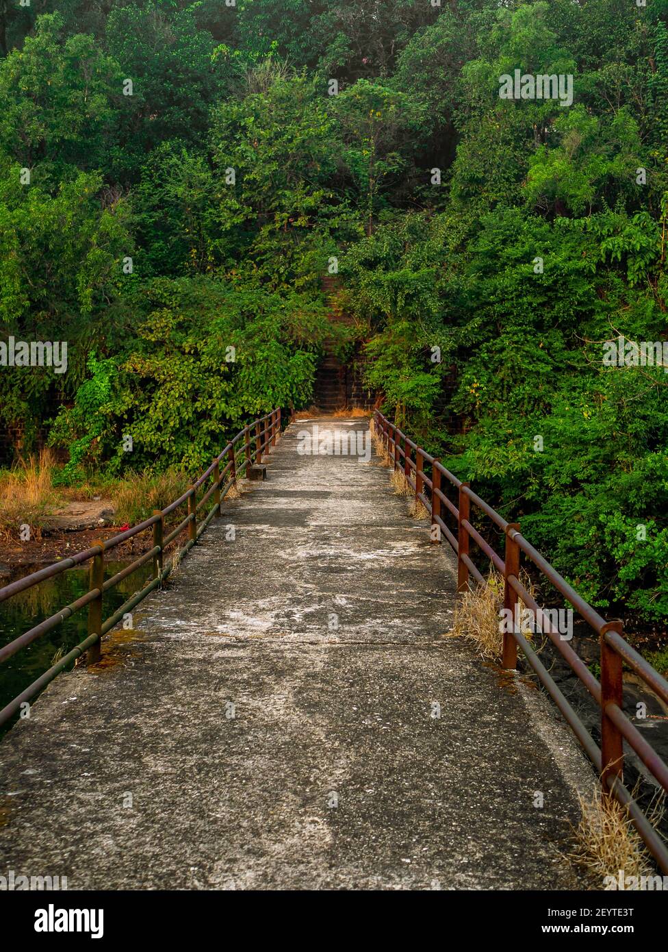 Local dam bridge surrounded by trees in India Stock Photo - Alamy
