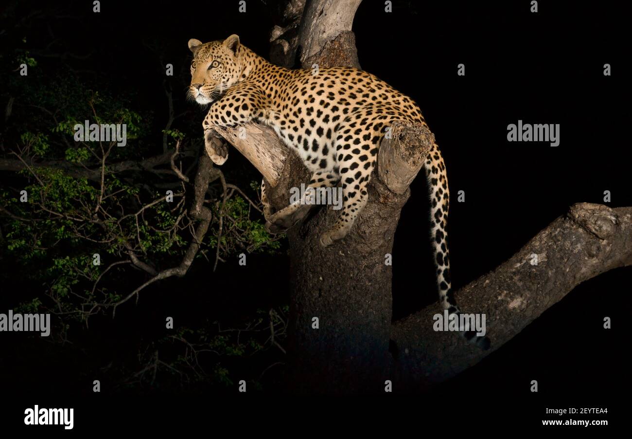 Kruger sabi sands leopard drive hi-res stock photography and images - Alamy