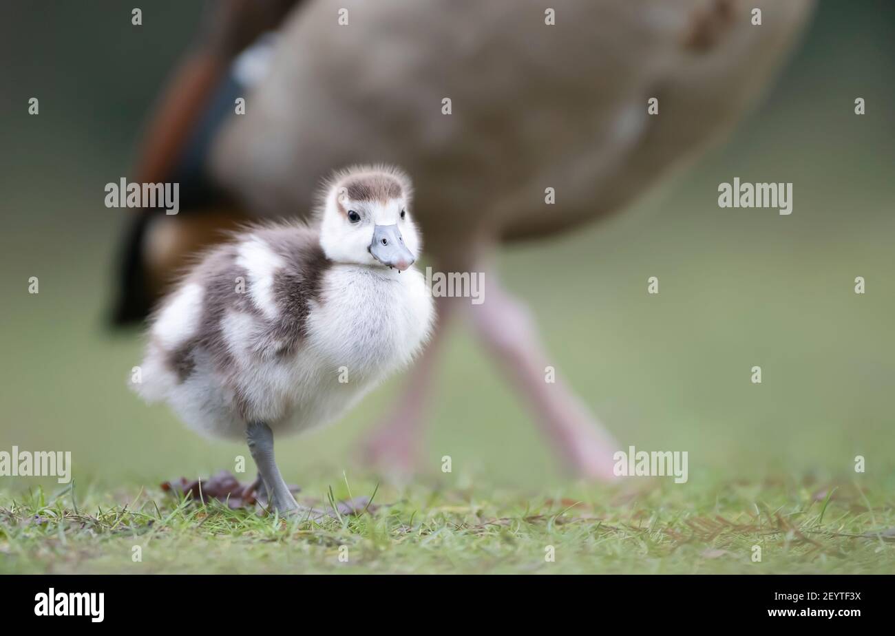 Egyptian goose baby hi-res stock photography and images - Alamy