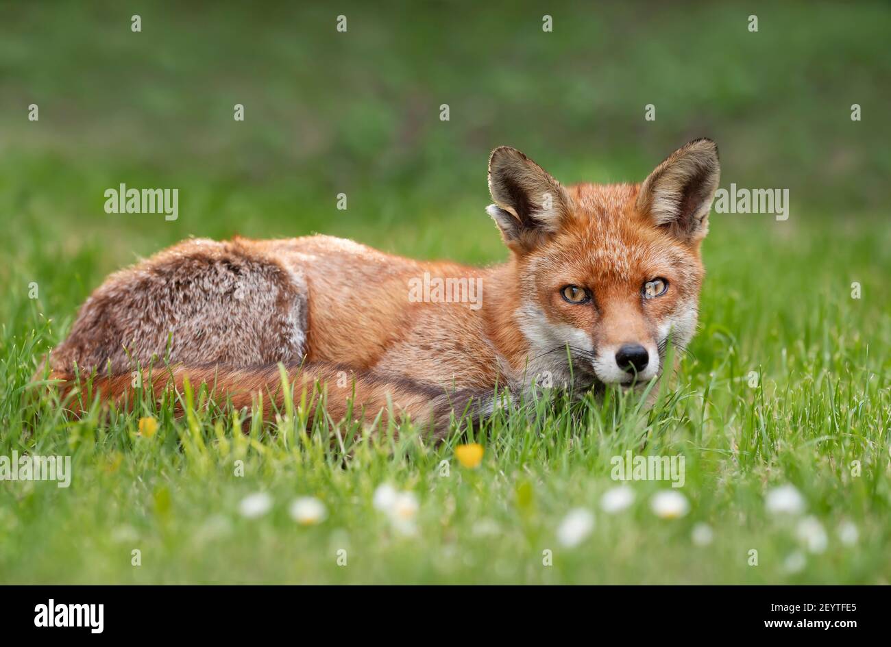 Close up of a red fox (Vulpes vulpes) lying in meadow, United Kingdom Stock Photo - Alamy