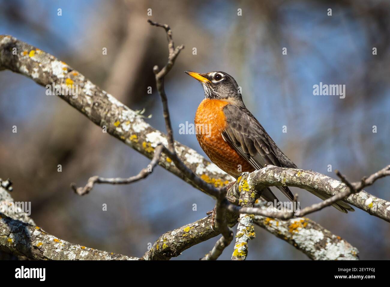 American Robin resting in the oak tree Stock Photo - Alamy