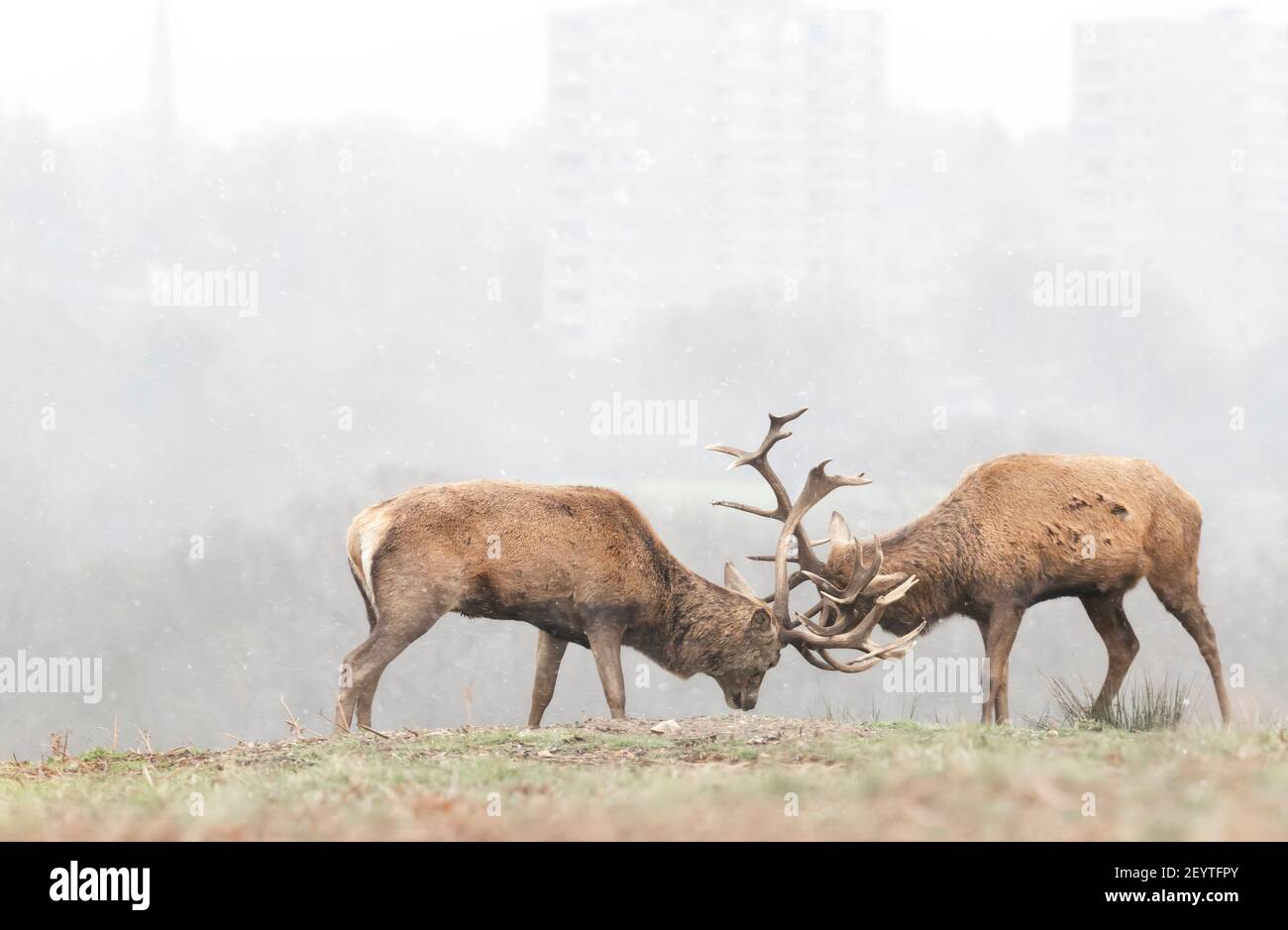 Red deer stags fighting during the first snow in winter. Wildlife in ...