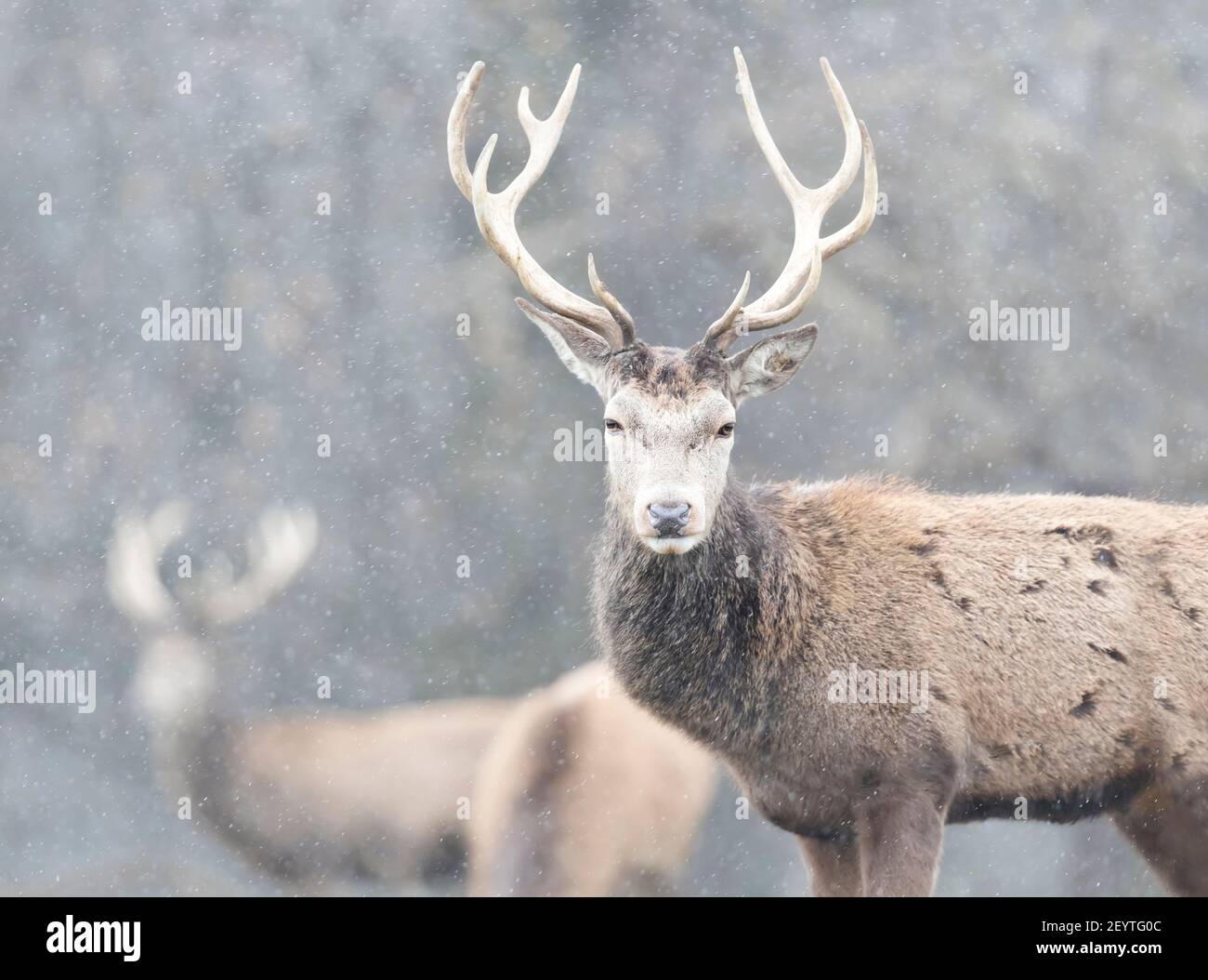 Close up of a Red deer stag in the falling snow, UK Stock Photo - Alamy