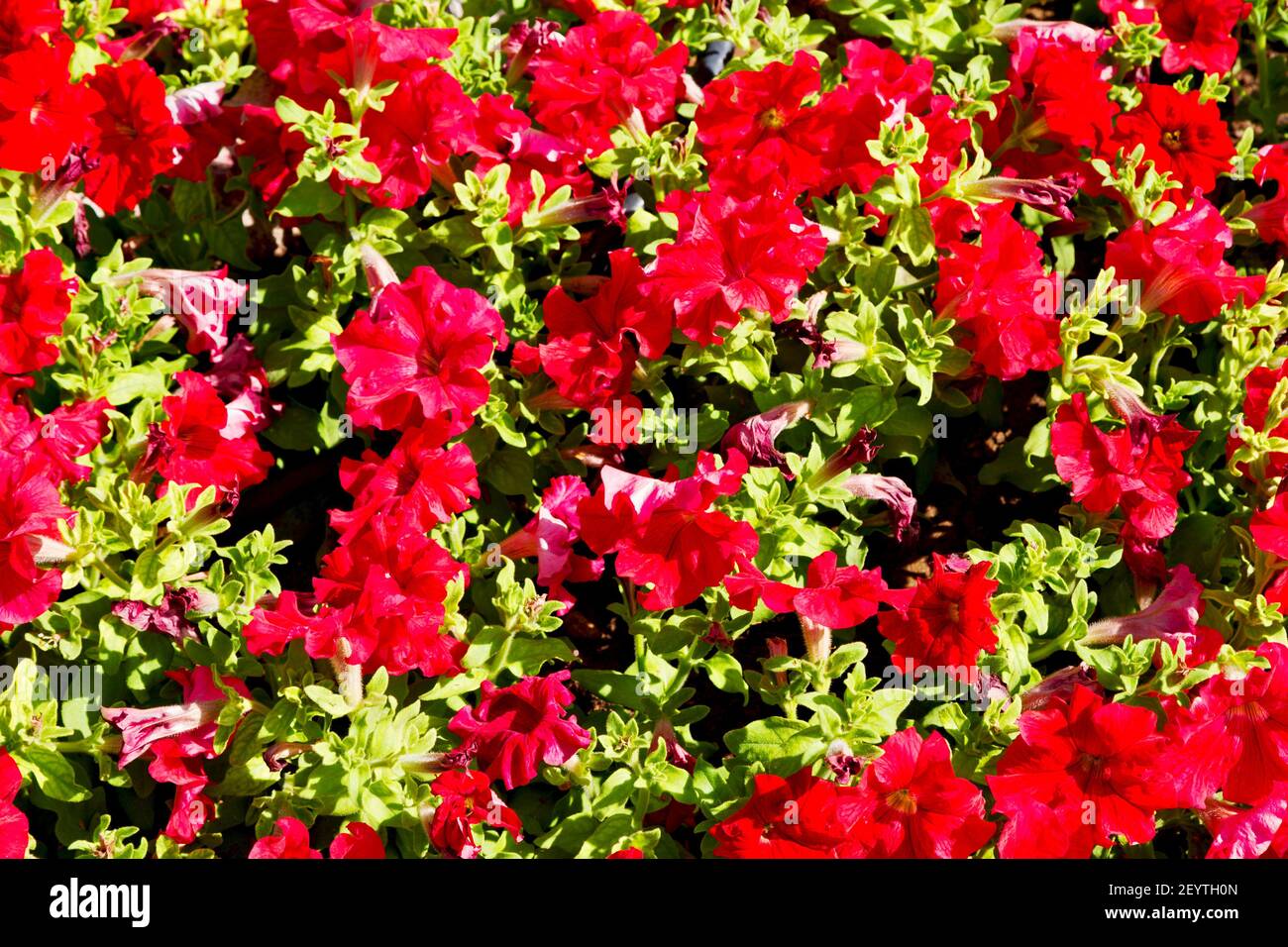 In oman flowers and colors Stock Photo - Alamy