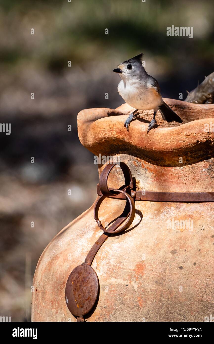 Black-crested Titmouse bird resting on a pot Stock Photo - Alamy