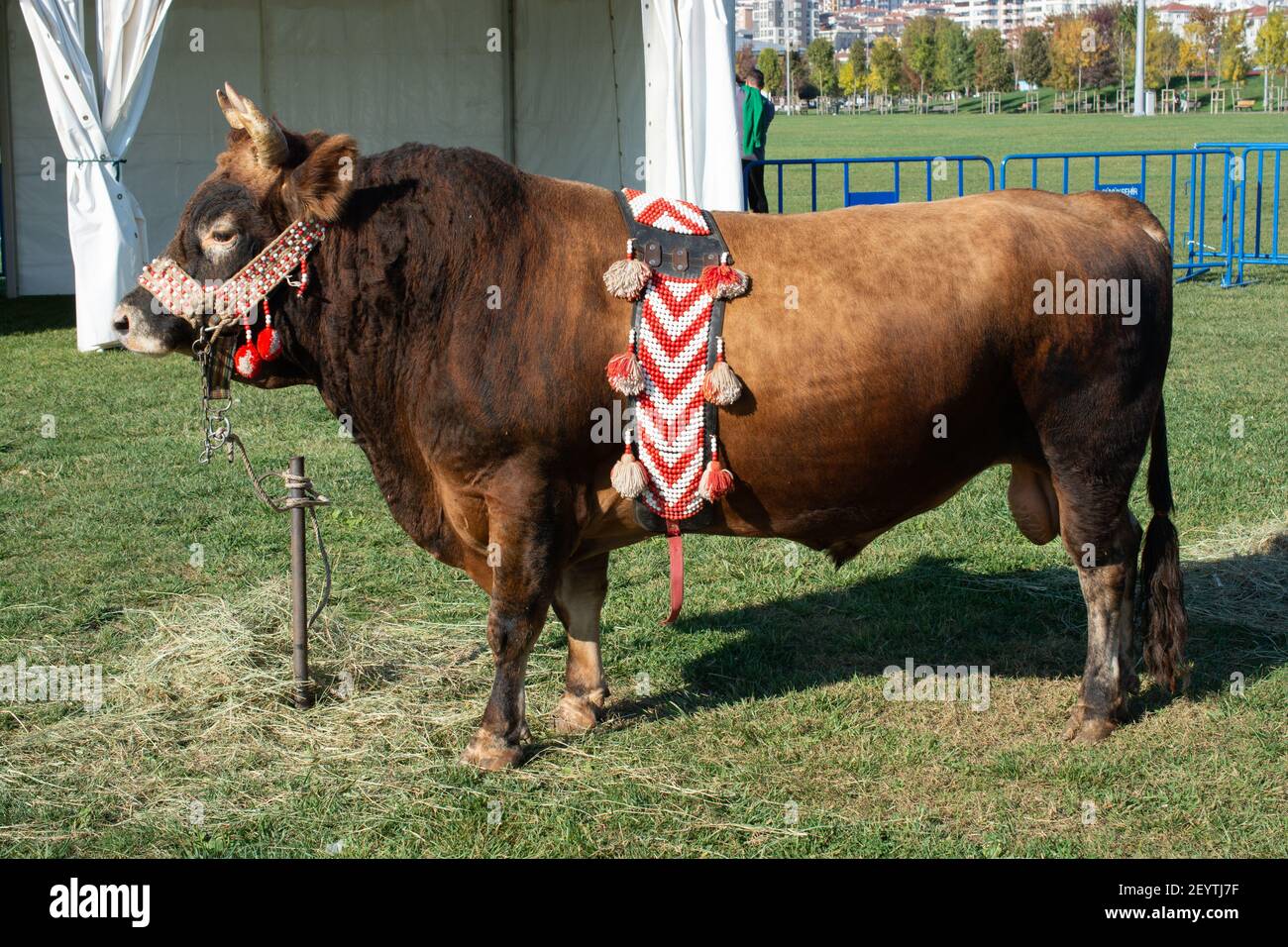 Brown bull with traditional Turkish fabric on it on green grass in ...