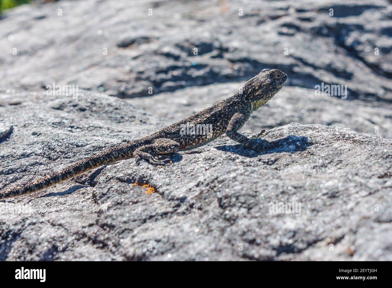 Southern rock Agama Lizard on a rock, Table Mountain, Cape Town, South ...