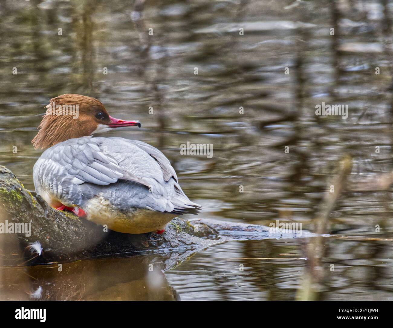 Brown and grey duck hi-res stock photography and images - Alamy
