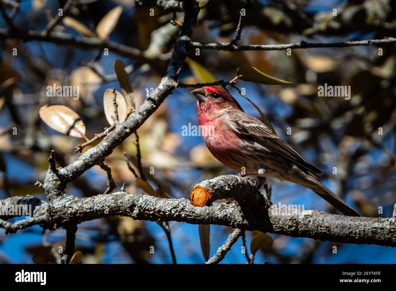 House Finch in the Oak tree Stock Photo - Alamy