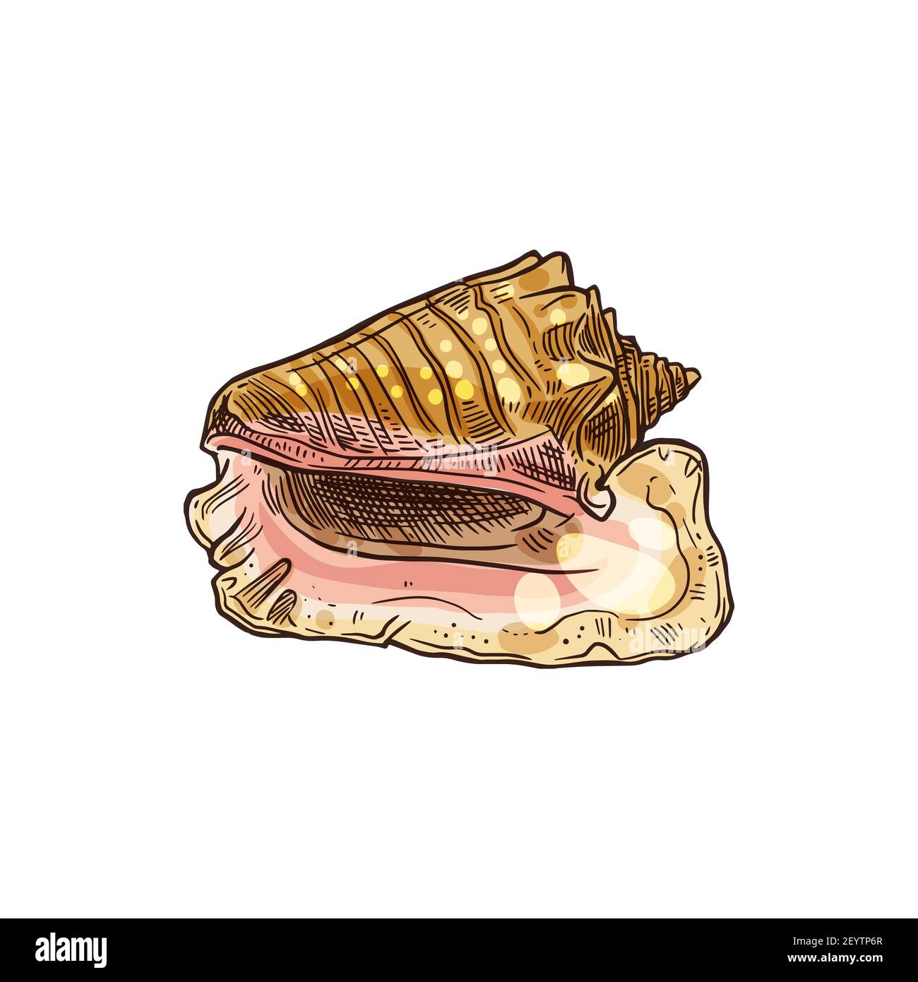 Murex sea snail Stock Vector Images - Alamy