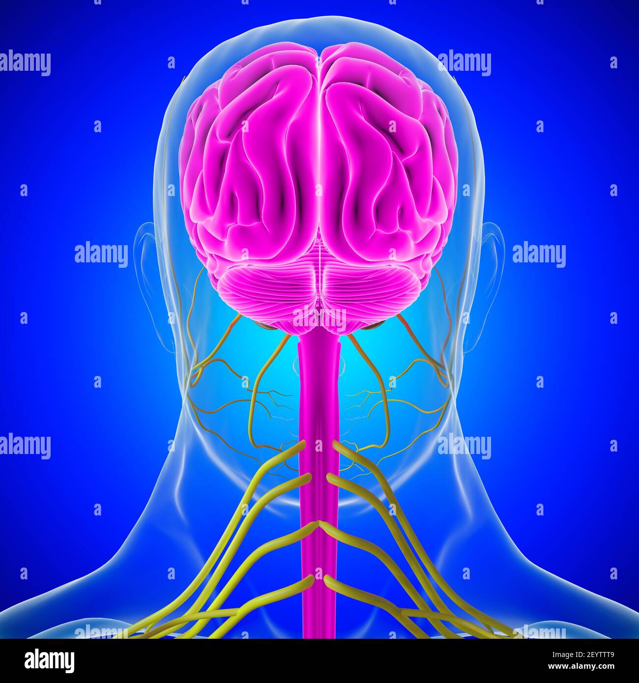 Human Brain Anatomy For Medical Concept 3D Illustration Stock Photo - Alamy