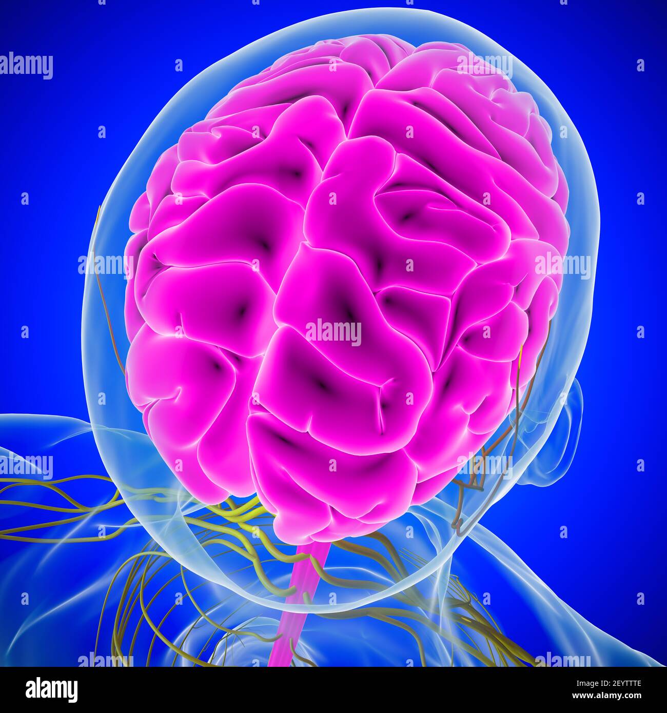 Human Brain Anatomy For Medical Concept 3D Illustration Stock Photo - Alamy