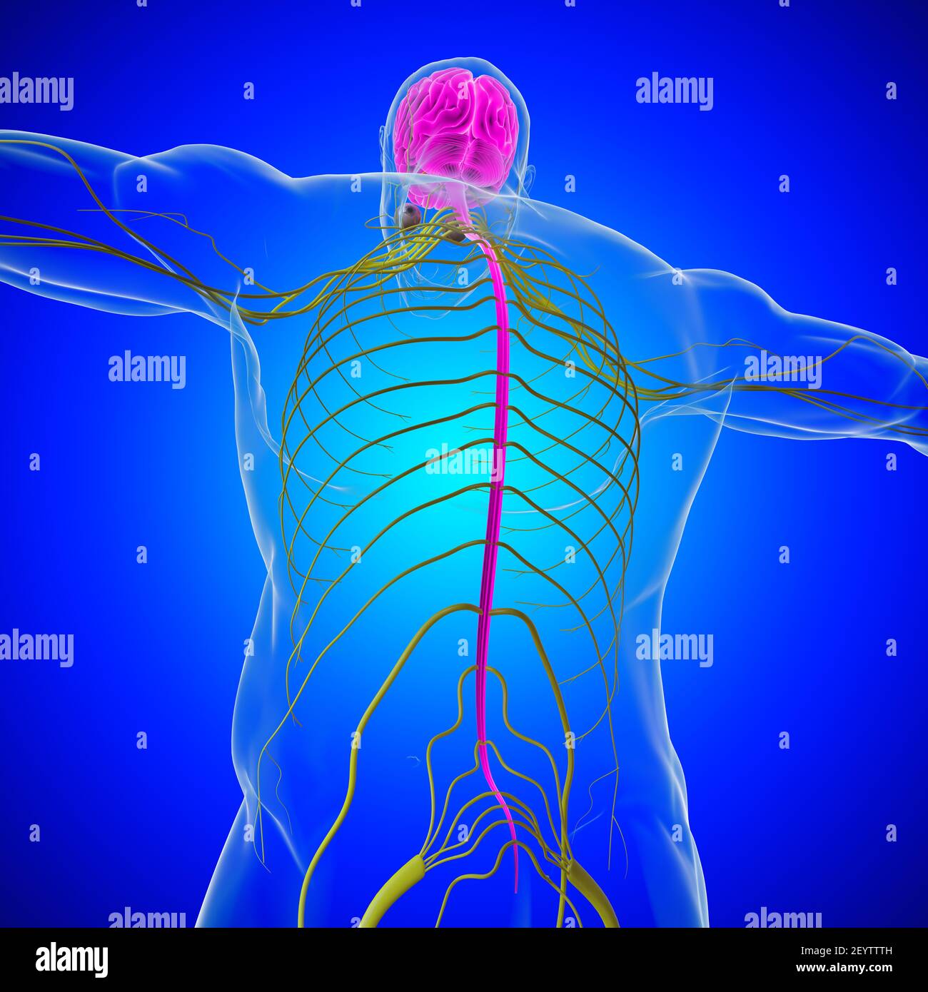 Human Brain Anatomy For Medical Concept 3D Illustration Stock Photo - Alamy
