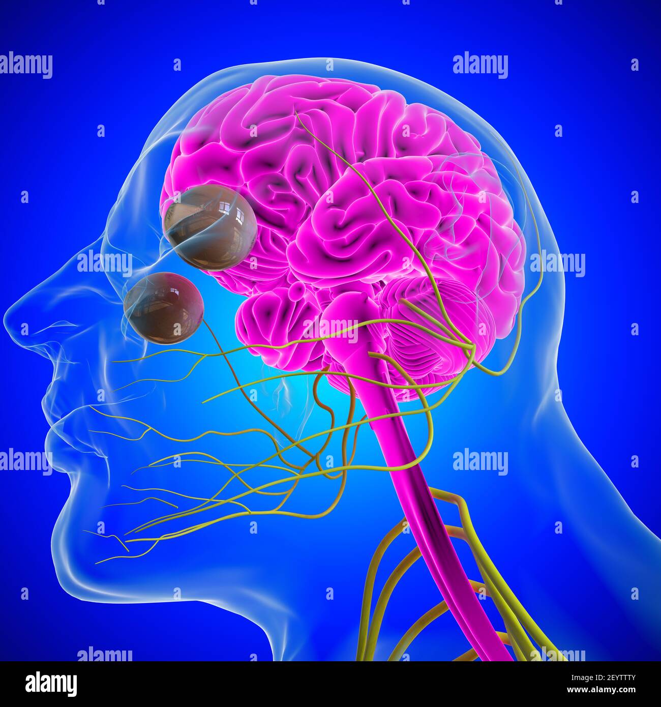 Human Brain Anatomy For Medical Concept 3D Illustration Stock Photo - Alamy