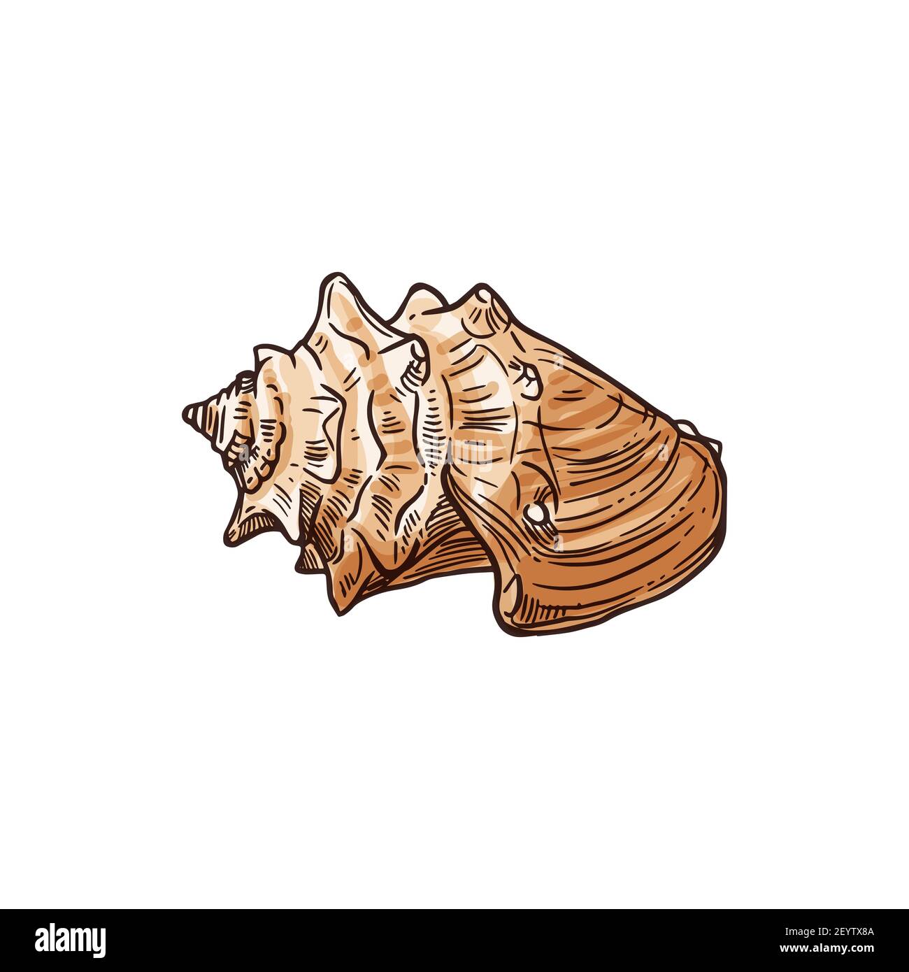 Florida fighting conch isolated Strombus alatus sketch. Ve tor sea ...