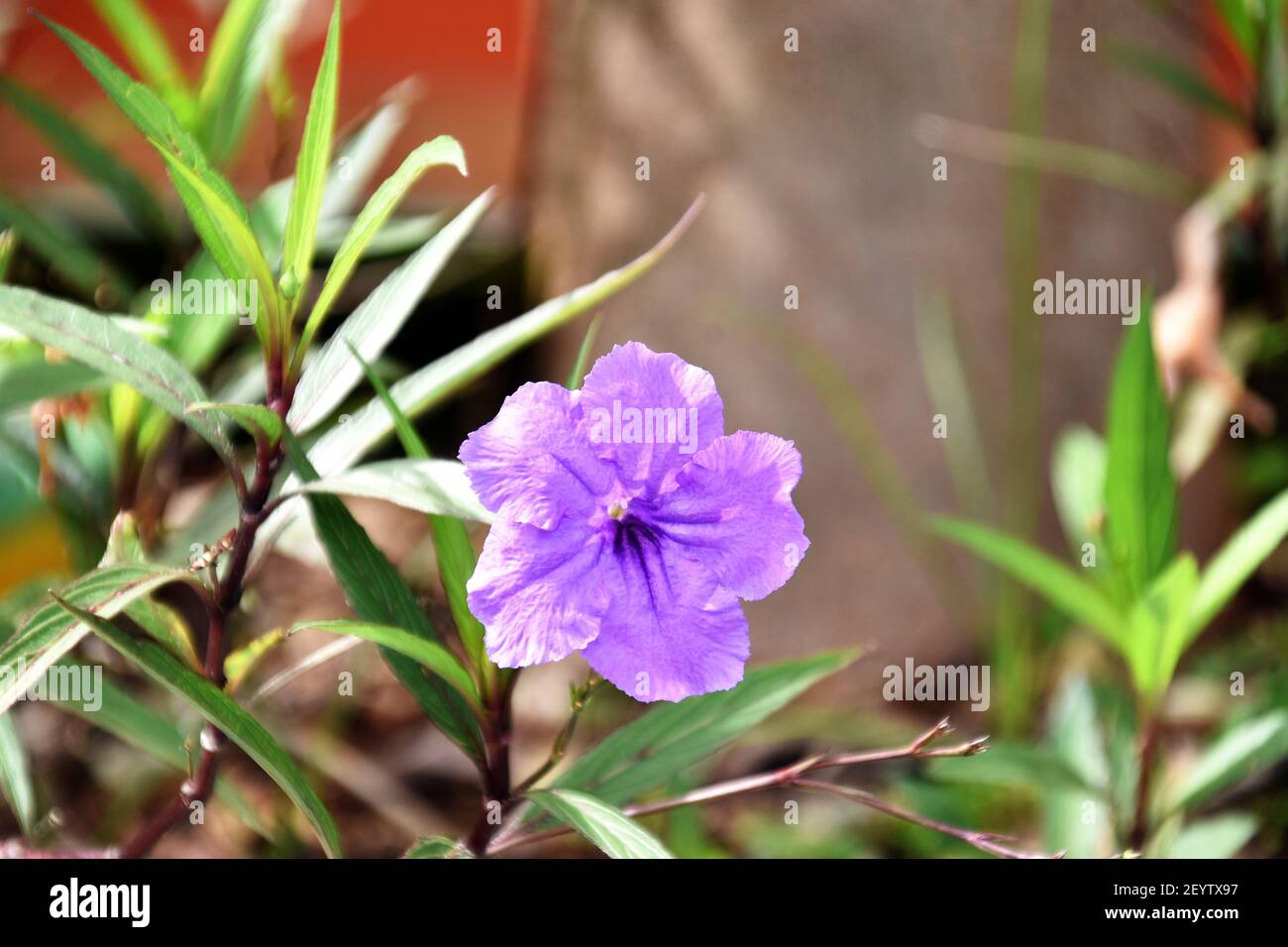 a beautiful purple Ruellia Simplex or Mexican Petunia flower Stock ...