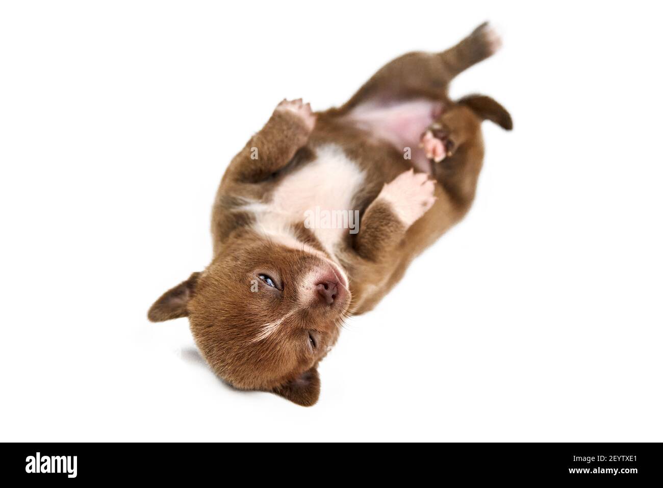 Sleeping Puppy On Back
