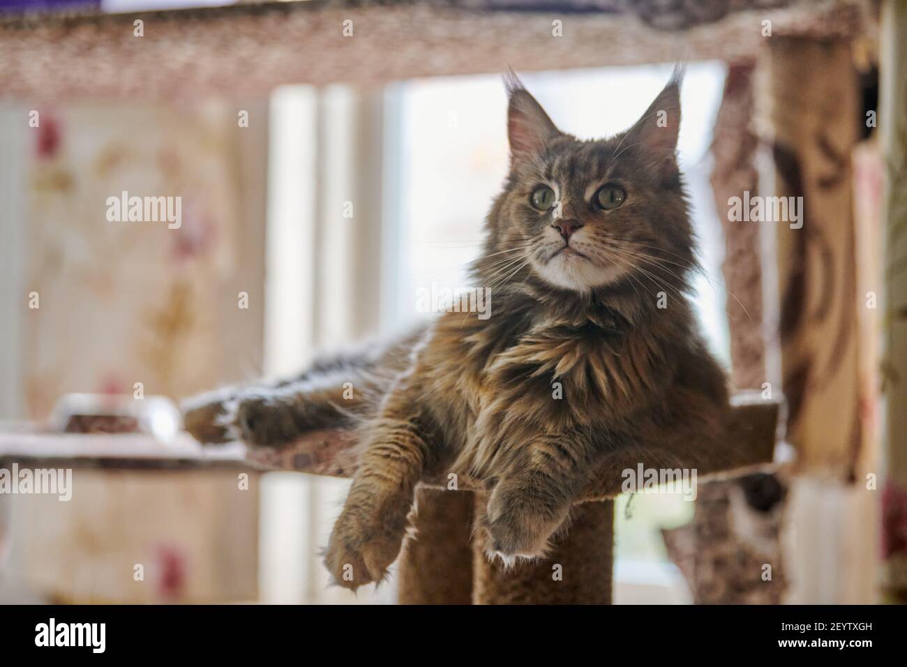 Maine Coon Tortoiseshell Cat Sitting On Cat House Adult Female Maine Coon Purebred Cat Tortie