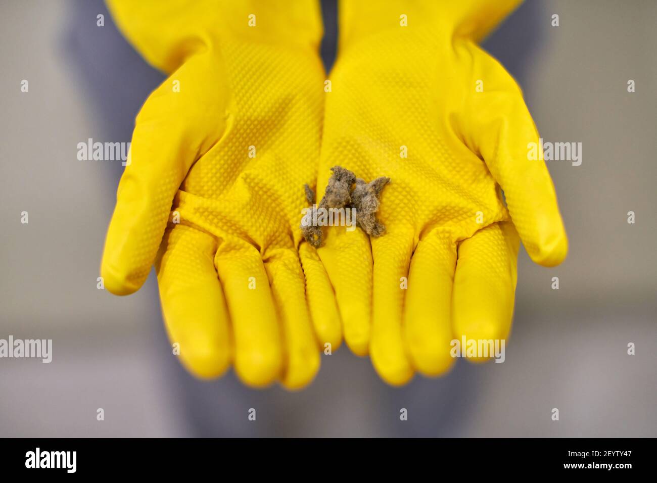 Dust balls, fluff and lint in human hands. Person in yellow rubber ...