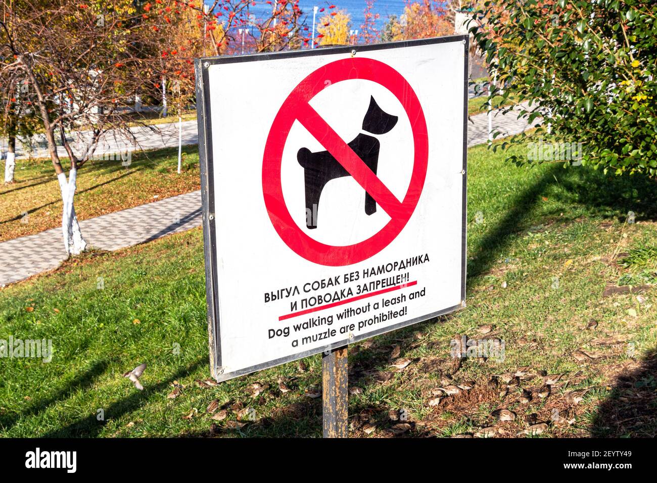 Warning sign: Dog walking without a leash and a muzzle are prohibited ...