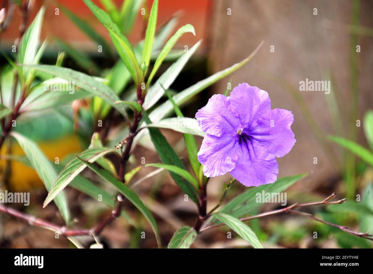 Ruellia simplex flower hi-res stock photography and images - Alamy