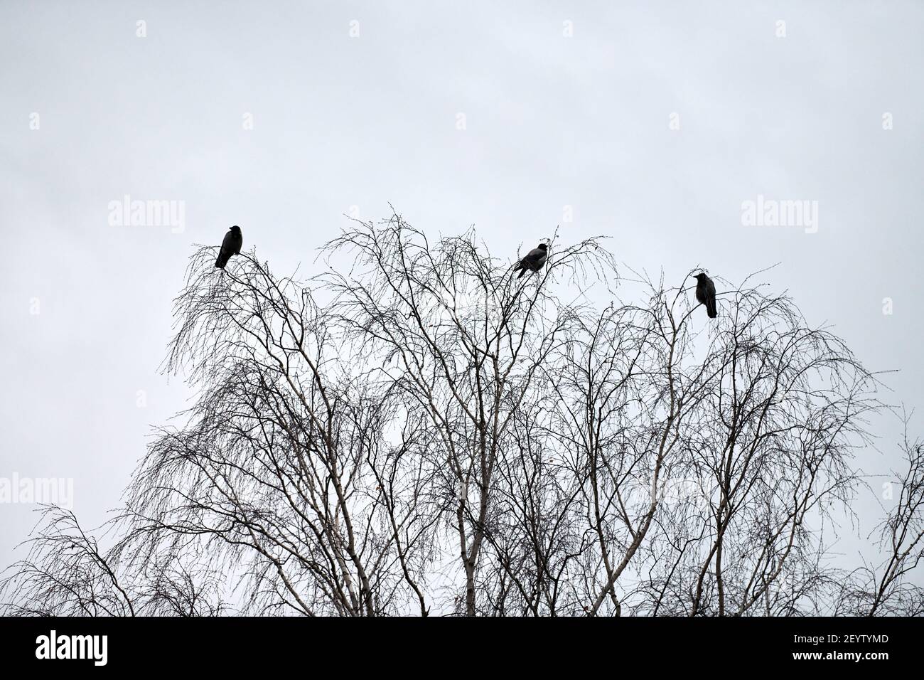 Three crows sitting on tree branches. Third wheel concept. Symbolism of ...