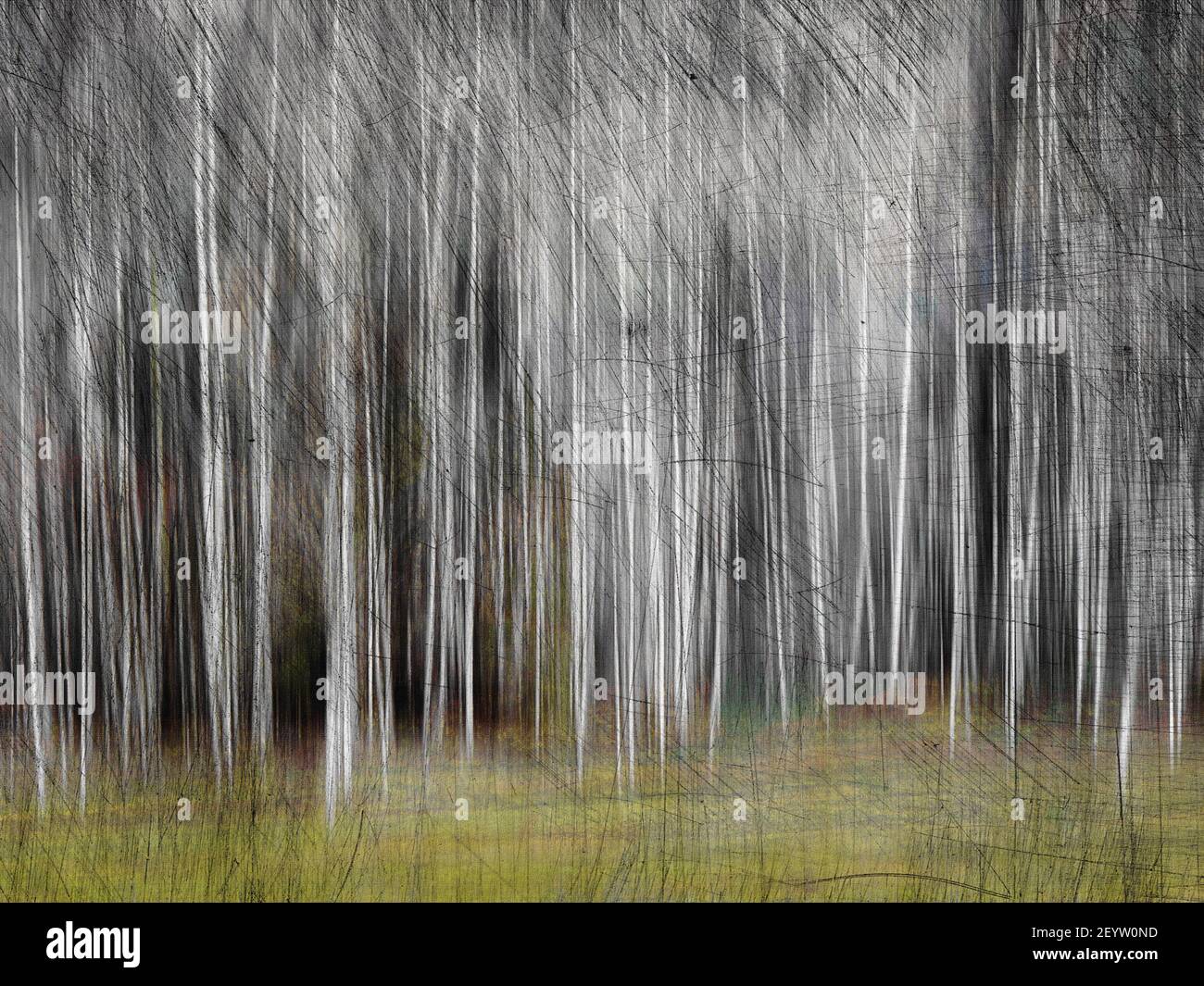 ABSTRACT ART: The Aspen Wood (ICM-Photography Stock Photo - Alamy
