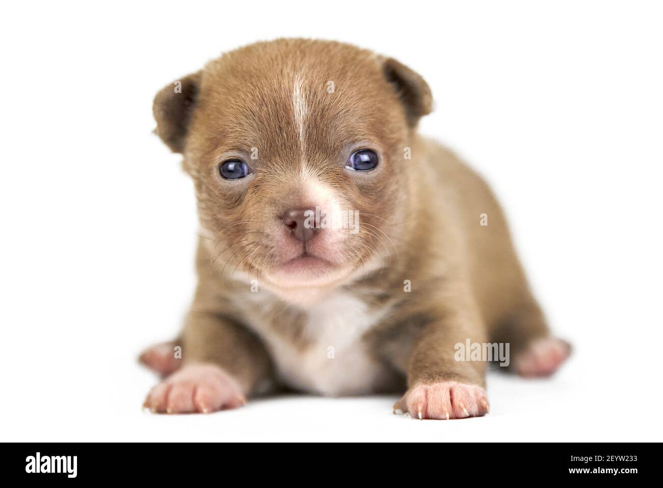 Cute Brown Dogs Breeds