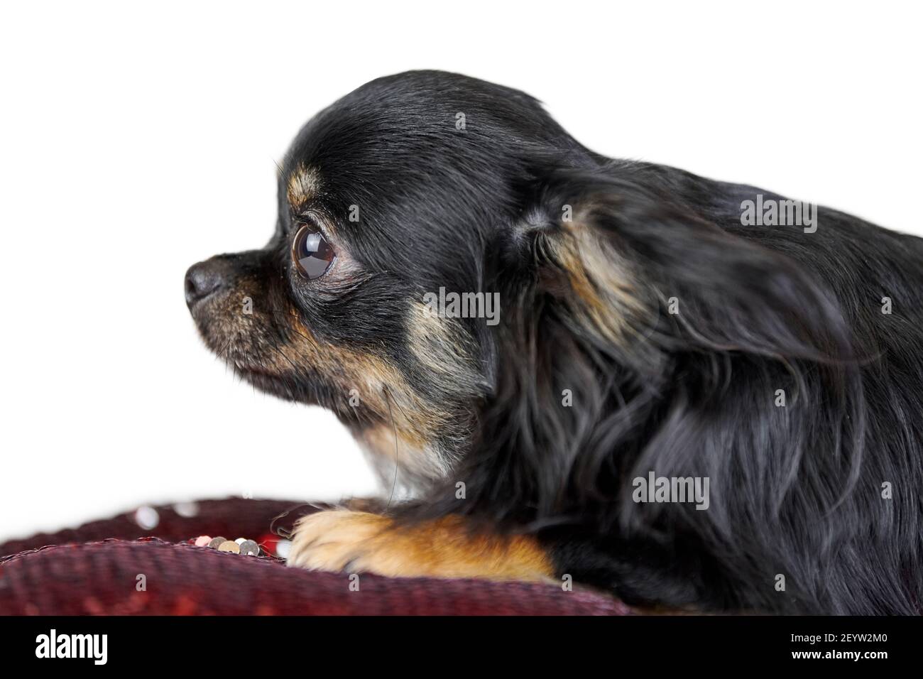 What Breed Of Dog Has A Short Tail