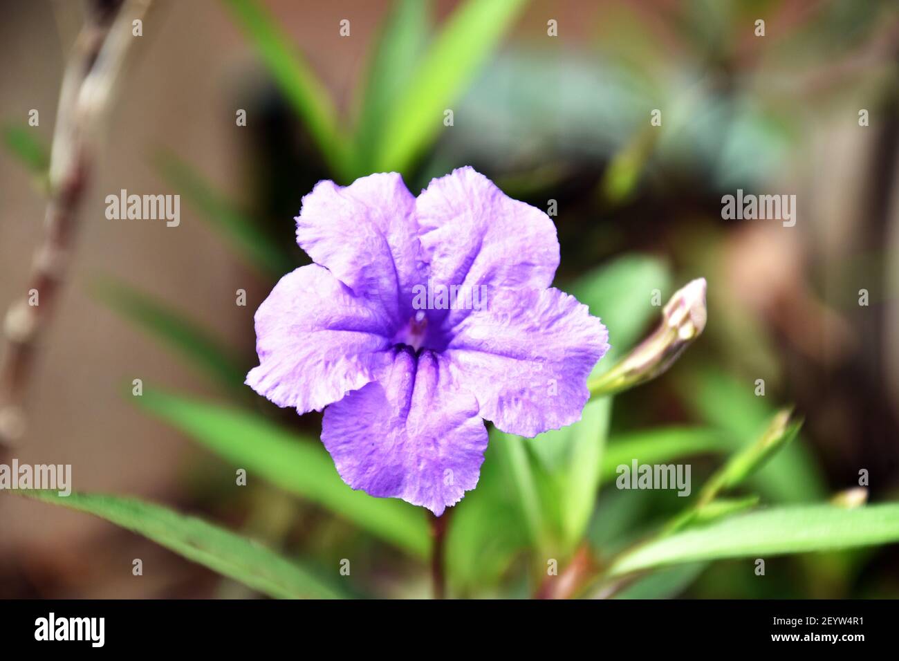 (close view) a beautiful purple Ruellia Simplex or Mexican Petunia ...